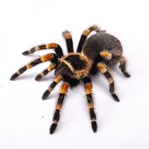 Geleedpotigen | DierenWiki | Alle info over > Geleedpotigen