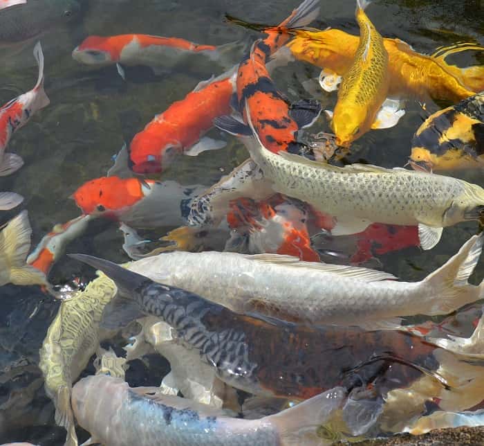 Vissen | DierenWiki - Verschillende Soorten Vissen