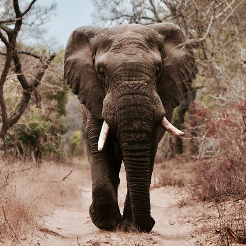 Aziatische Olifant | DierenWiki | Olifanten | Aziatische Olifant