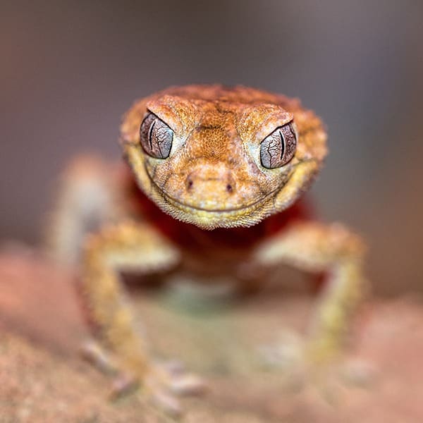 Salamander | DierenWiki