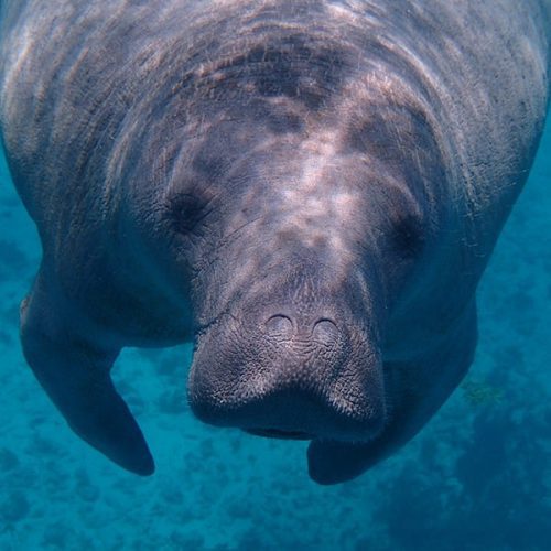 Zeekoeien | DierenWiki | Zoogdieren | Zeekoeien