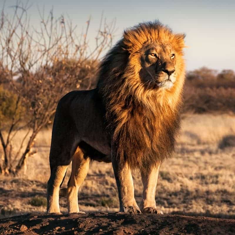 Spreekbeurt Leeuw DierenWiki Spreekbeurt Leeuw Spreekbeurt Leeuw DierenWiki Spreekbeurt Leeuw