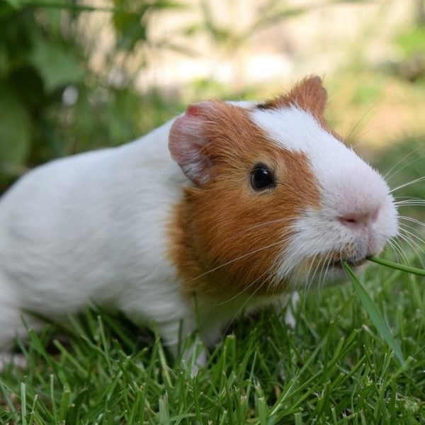 Cavia-achtigen | DierenWiki | Knaagdieren > Cavia-achtigen