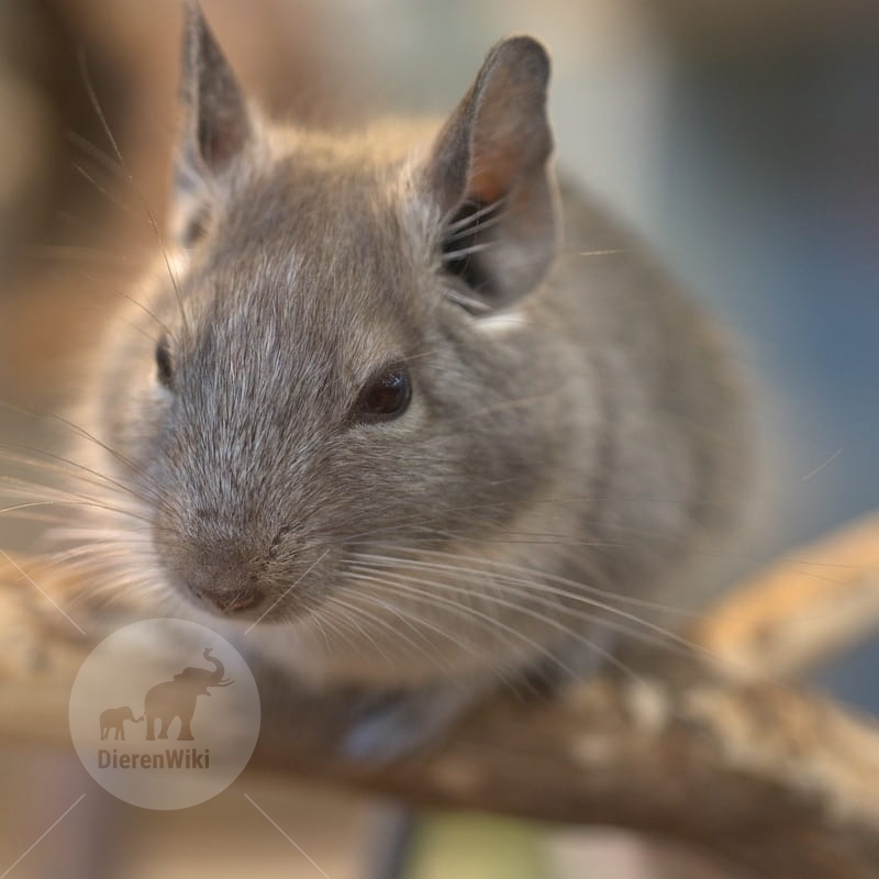 Chinchilla | DierenWiki - Knaagdieren Chinachilla's