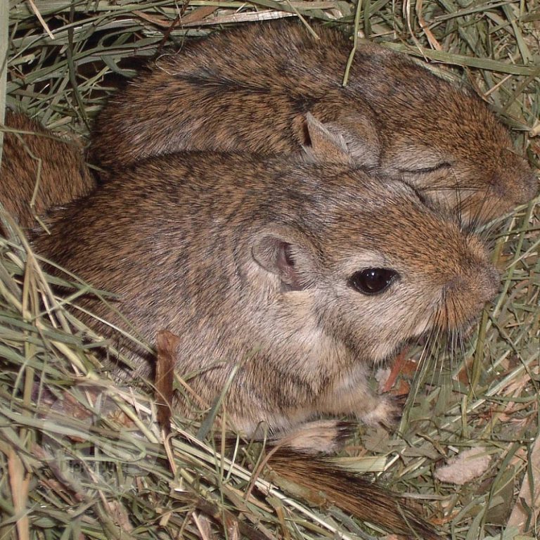 Bosmuis | DierenWiki | Bosmuis