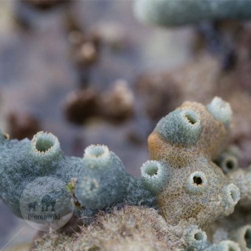 Sponsachtigen | DierenWiki - Sponsachtigen