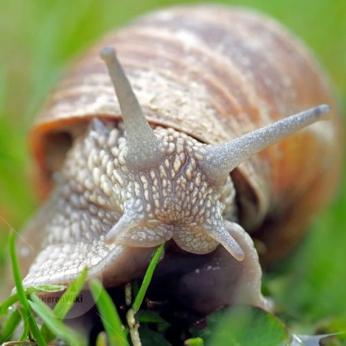 Weekdieren | DierenWiki | Weekdieren (slakken, inktvissen)