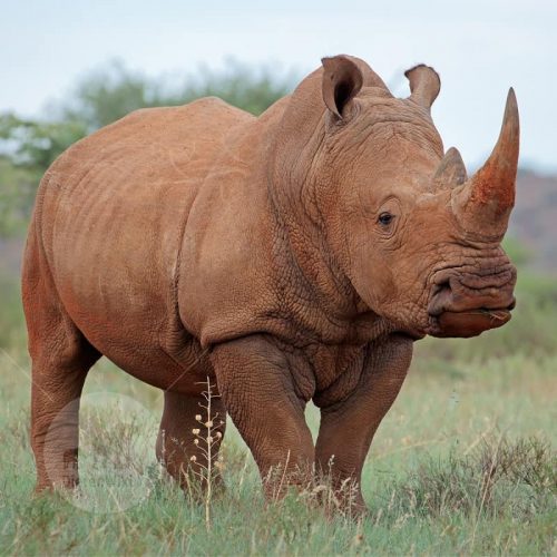 Neushoorns | DierenWiki | De Neushoorn