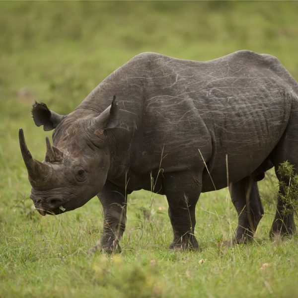 Neushoorns | DierenWiki | De Neushoorn