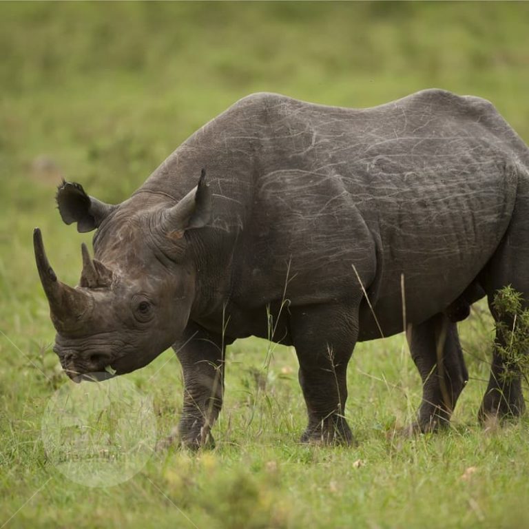 Neushoorns | DierenWiki | De Neushoorn