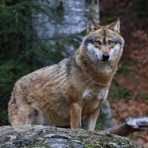 Wolven | DierenWiki | Roofdieren| Hondachtigen | Wolven | Wolf