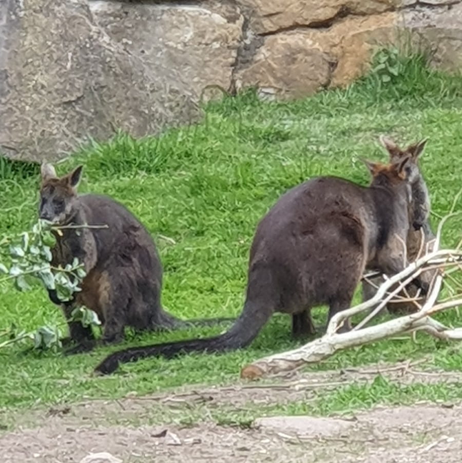 Kangoeroes (Macropodidae) | DierenWiki | Kangoeroes