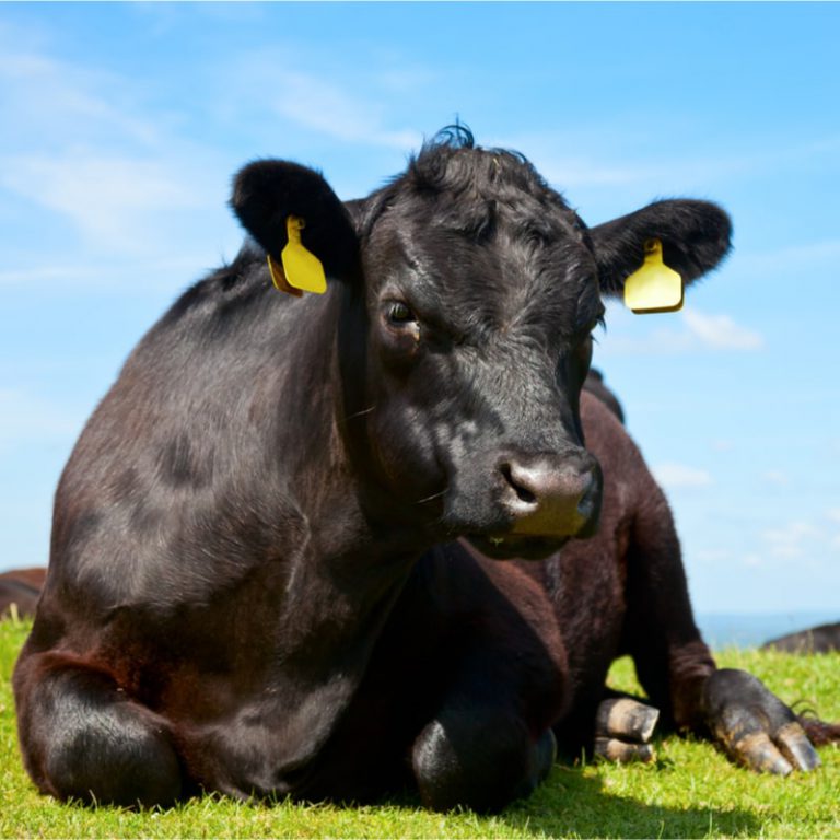 Aberdeen Angus | DierenWiki | Runderen | Aberdeen Angus