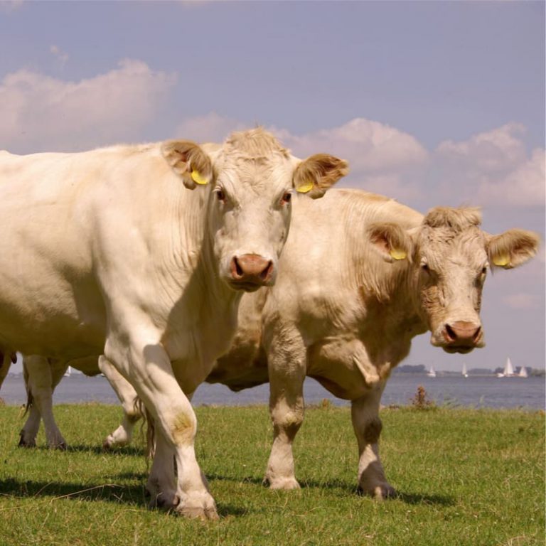 Dwergzeboe (Bos taurus) | DierenWiki | Runderen | Dwergzeboe