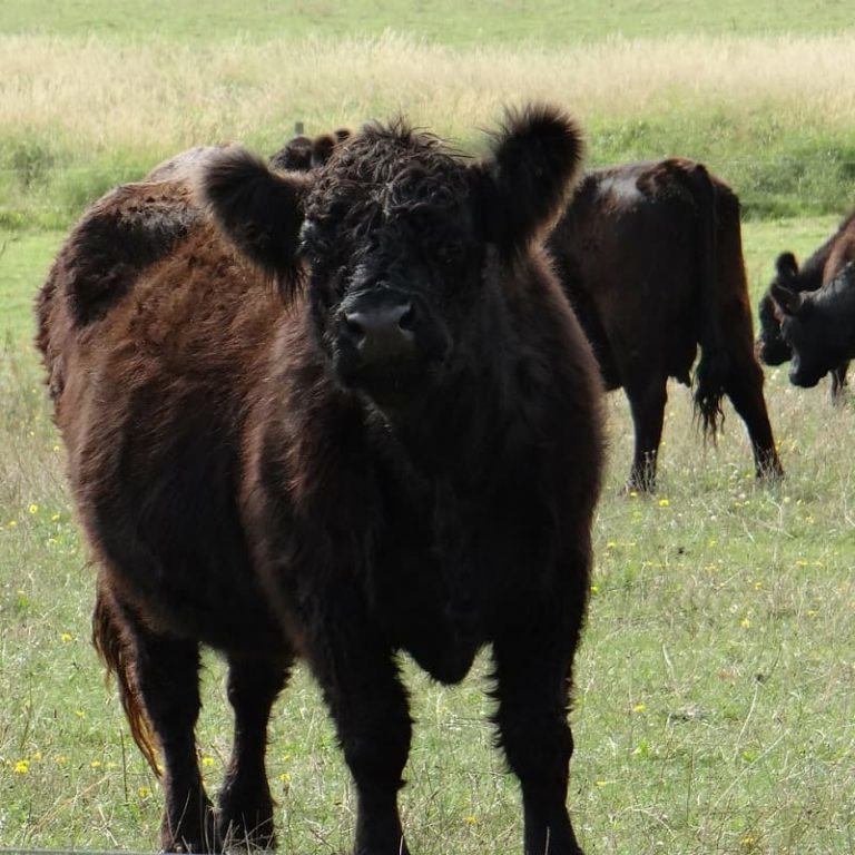 Galloway | DierenWiki | Rundvee | Galloway