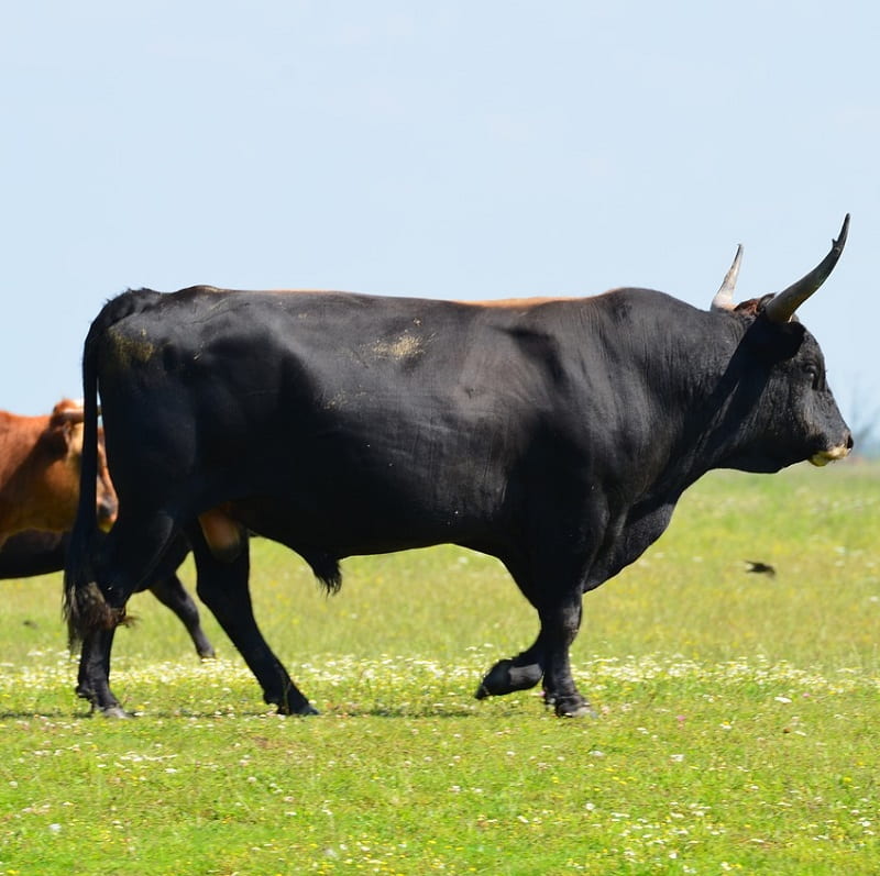 Heckrund | DierenWiki | Rundvee | Koe | Heckrund