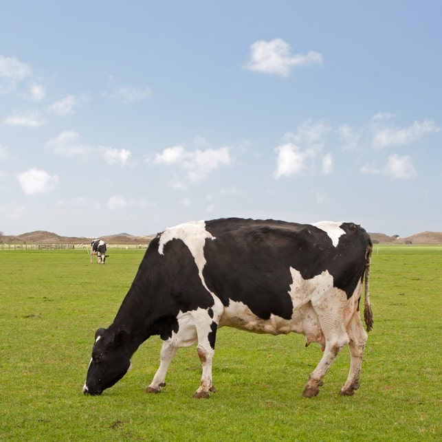 Holstein Friesian | DierenWiki | Rundvee | Holstein Friesian