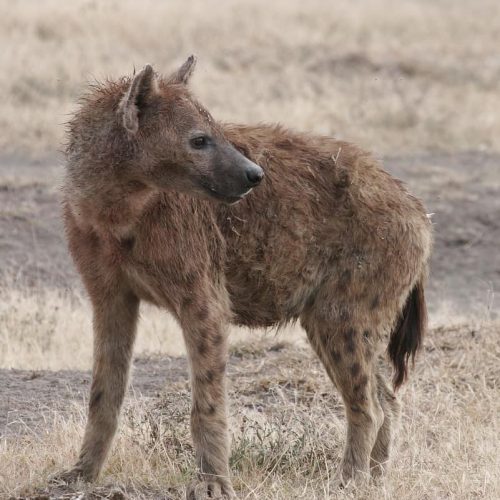 Feliformia | DierenWiki | Roofdieren > Feliformia