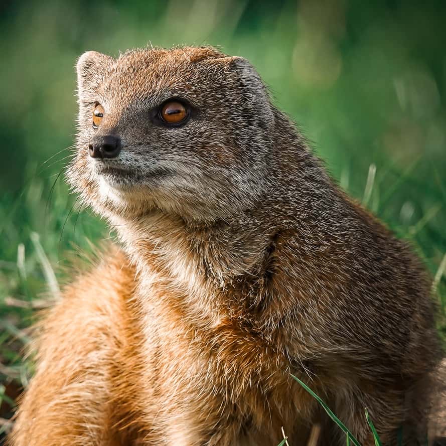 Mangoesten | DierenWiki | Mangoesten zijn roofdieren