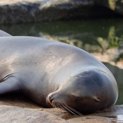 Caniformia | DierenWiki | Roofdieren | Caniformia