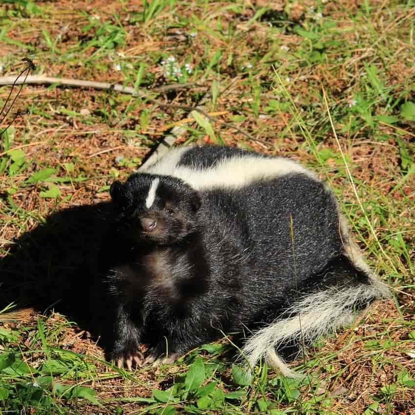 Stinkdieren | DierenWiki | Zoogdieren > Roofdieren > Stinkdieren