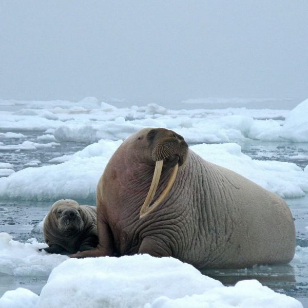 Walrus uitgelegd | DierenWiki | (Odobenidae) Walrus