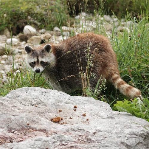 Caniformia | DierenWiki | Roofdieren | Caniformia