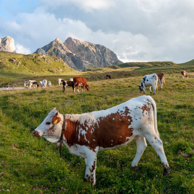 Dwergzeboe (Bos taurus) | DierenWiki | Runderen | Dwergzeboe