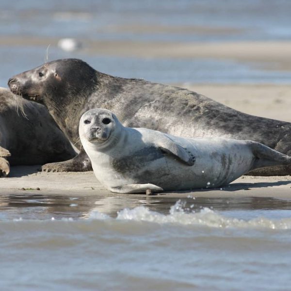 Caniformia | DierenWiki | Roofdieren | Caniformia