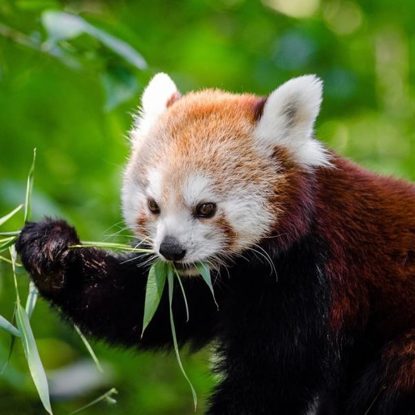 Caniformia | DierenWiki | Roofdieren | Caniformia