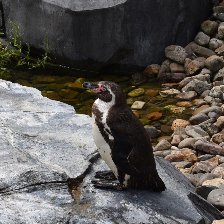 Loopvogels | DierenWiki Vogels | Ratites | Loopvogels