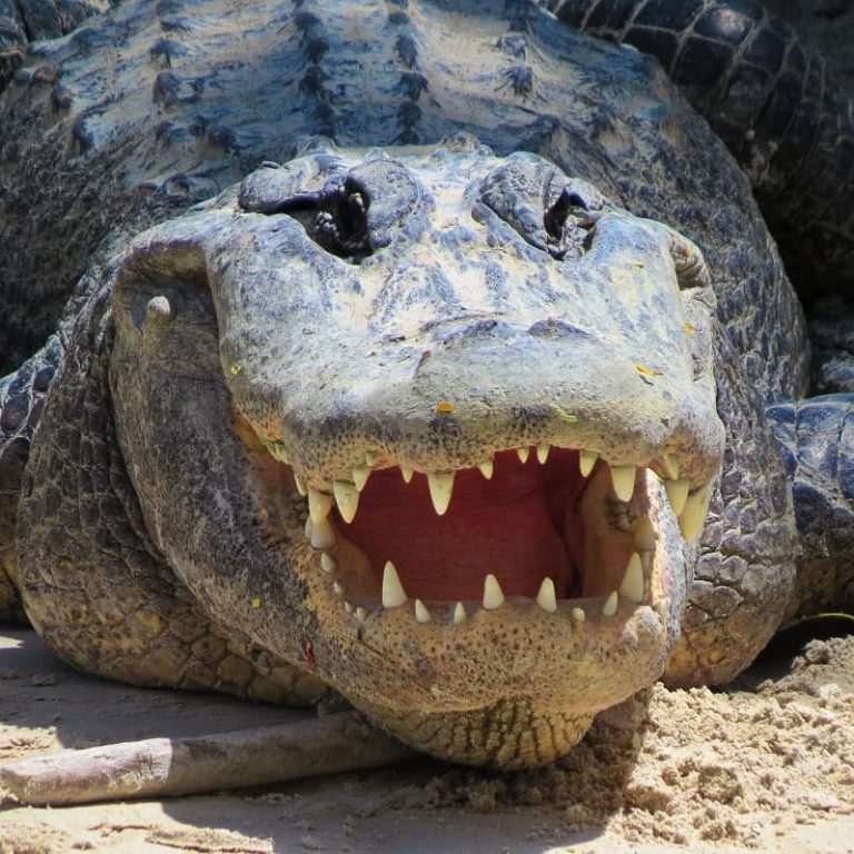 Kaaimannen | DierenWiki | Krokodilachtigen = Kaaiman