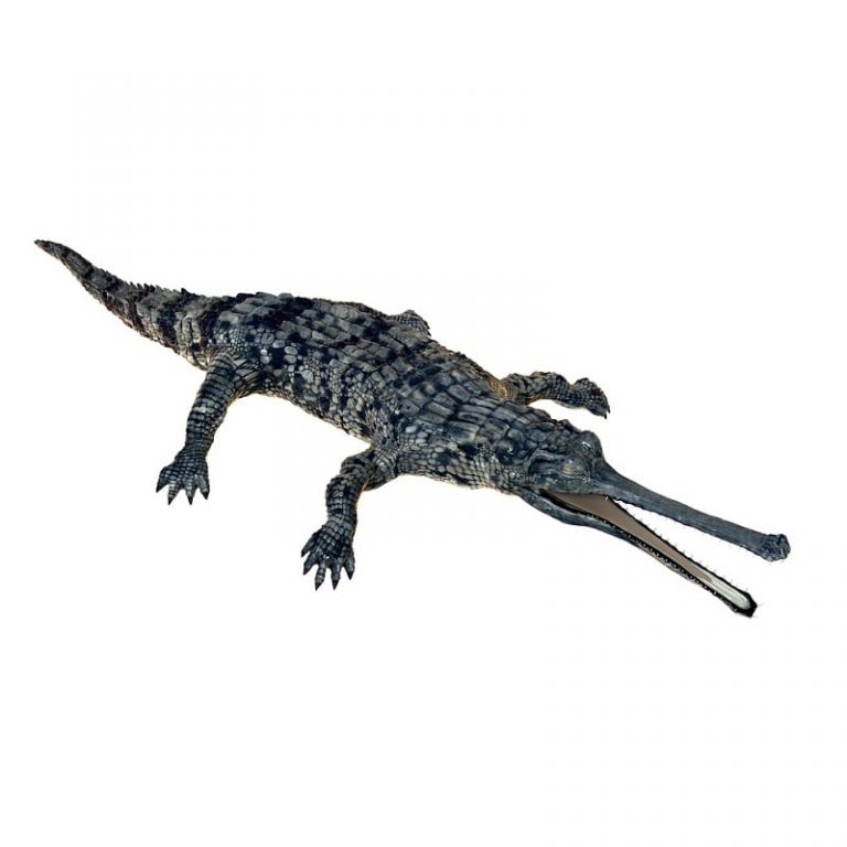Krokodilachtigen (Crocodilia) | DierenWiki | Krokodilachtigen