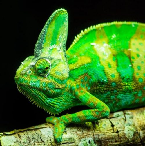 Hagedissen | DierenWiki | Reptielen > Hagedissen