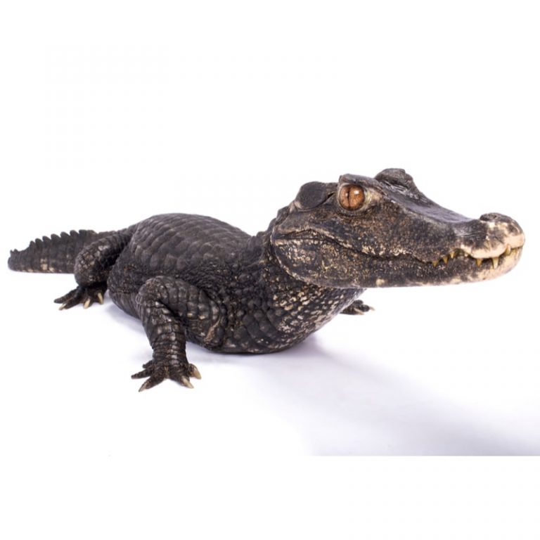 Kaaimannen | DierenWiki | Krokodilachtigen = Kaaiman