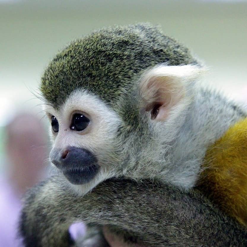 Apen | DierenWiki | Alles over Apen op DierenWiki