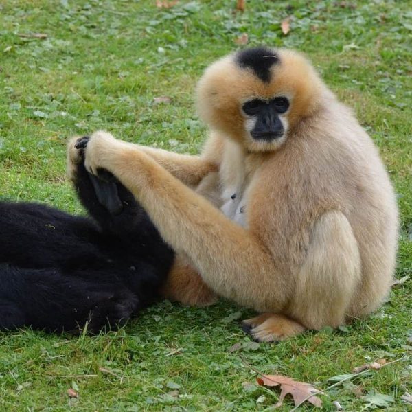 Primaten | DierenWiki - APEN, HALFAPEN EN MENSAPEN