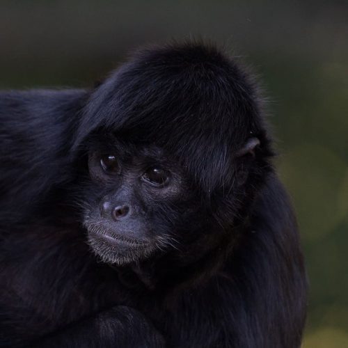 Primaten | DierenWiki - APEN, HALFAPEN EN MENSAPEN