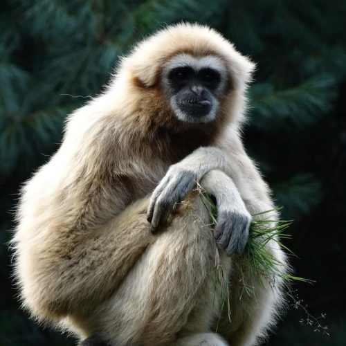 Primaten | DierenWiki - APEN, HALFAPEN EN MENSAPEN