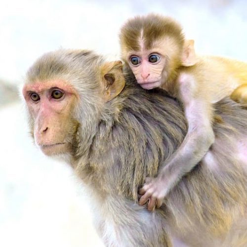 Primaten | DierenWiki - APEN, HALFAPEN EN MENSAPEN