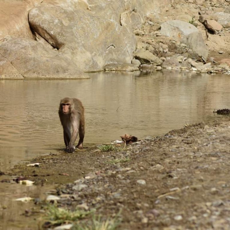 Primaten | DierenWiki - APEN, HALFAPEN EN MENSAPEN