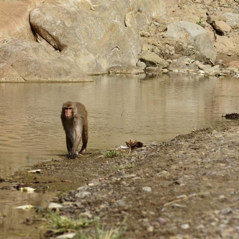 Mantelbaviaan | DierenWiki | Primaten > Apen > Mantelbaviaan