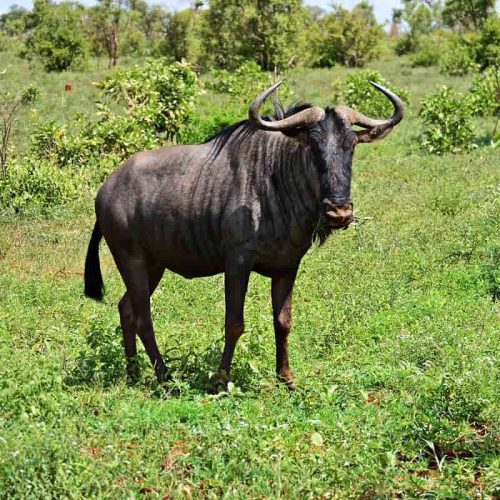 Gnoes | DierenWiki | Evenhoevigen > Gnoes of wildebeesten