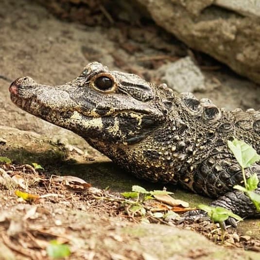 Zoutwaterkrokodil | DierenWiki | Zoutwaterkrokodil