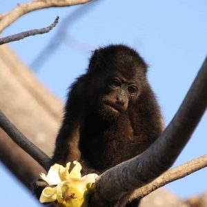 Brulapen | DierenWiki | Primaten > Breedneusaap > Brulapen