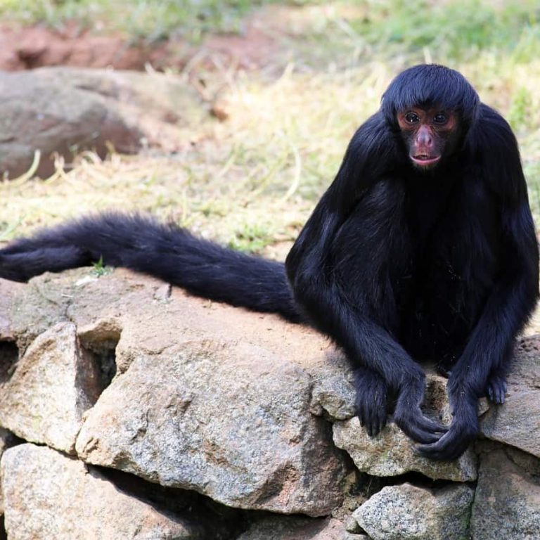 Brulapen | DierenWiki | Primaten > Breedneusaap > Brulapen