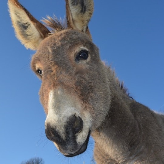 Dwergezel | DierenWiki | Onevenhoevigen > Equus > Dwergezel