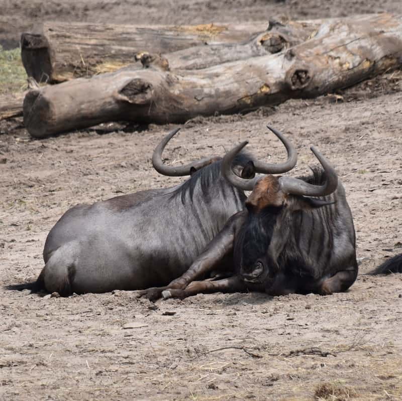 Gnoes | DierenWiki | Evenhoevigen > Gnoes of wildebeesten