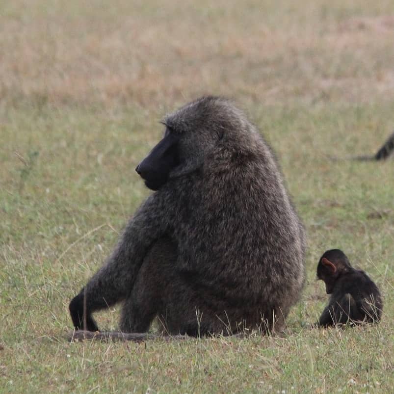 Mantelbaviaan | DierenWiki | Primaten > Apen > Mantelbaviaan