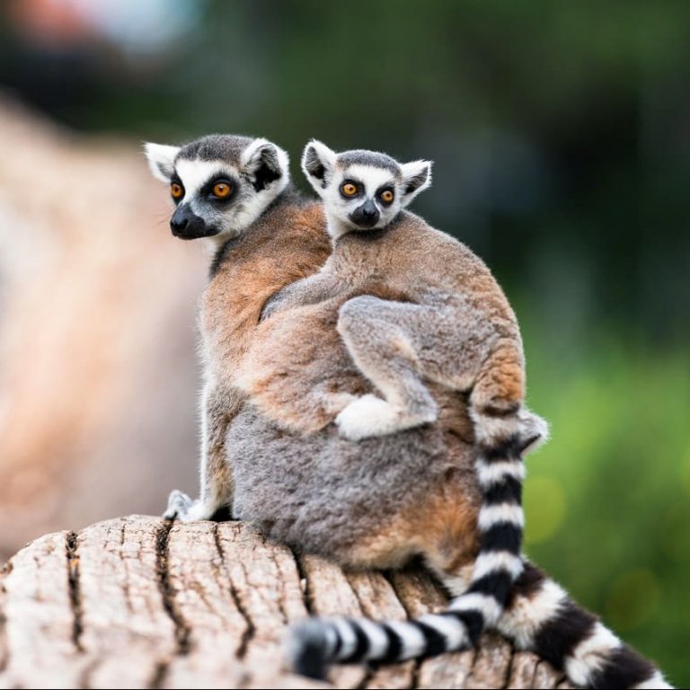 Halfapen | DierenWiki | Primaten > Halfapen